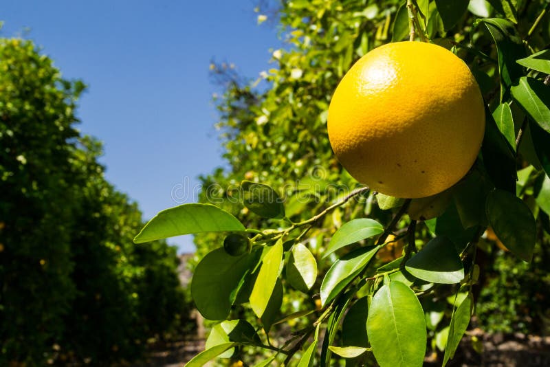 The Grapefruit in the Orchard. Stock Image - Image of blue, america ...