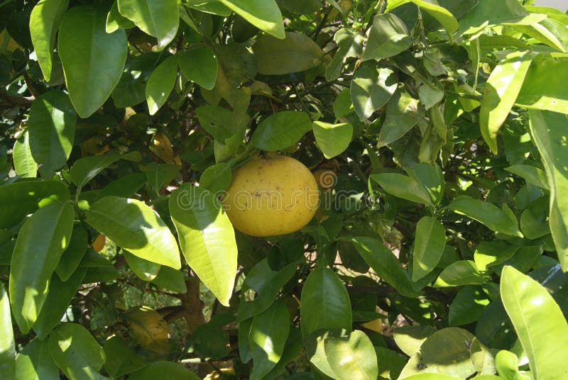 Small grapefruit tree - bubery