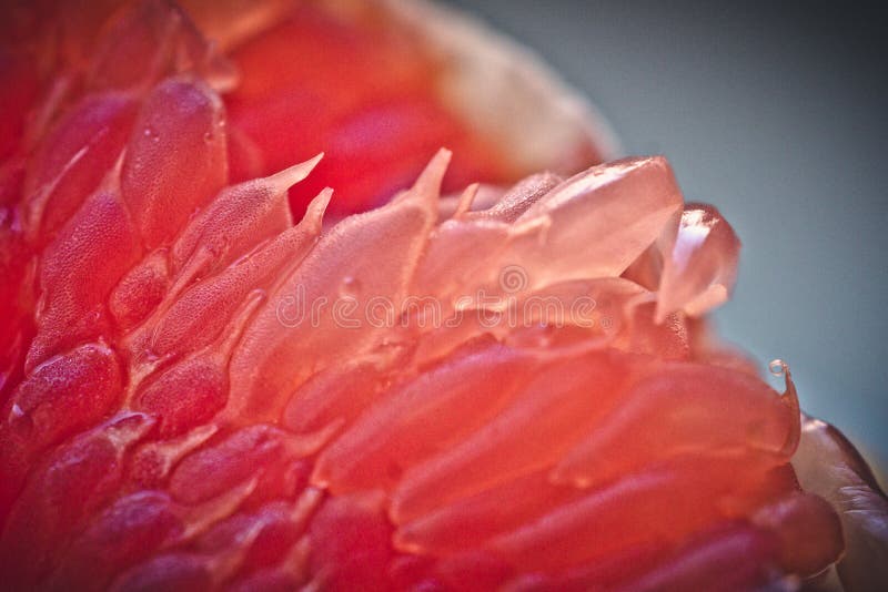 Grapefruit pulp stock photo. Image of cell, pulp, natural - 43877330