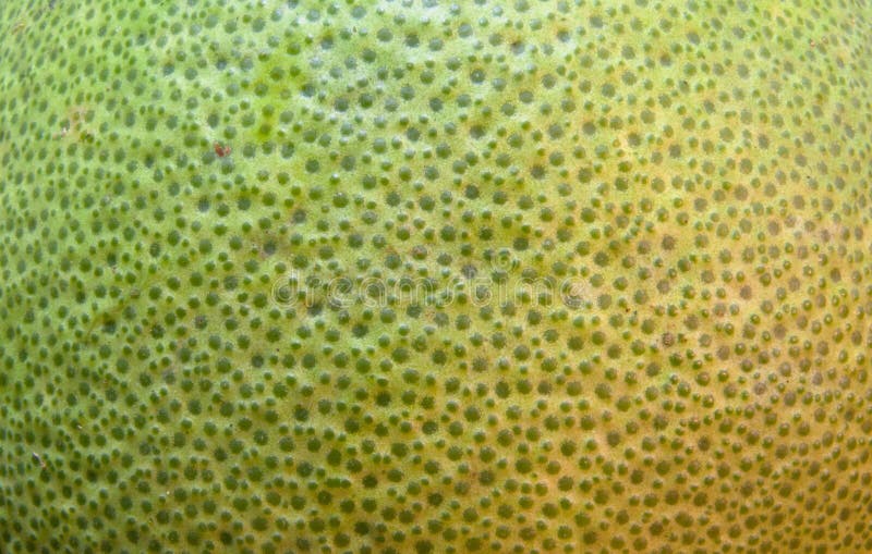 Grapefruit Skin stock photo. Image of healthy, sweet - 16383486