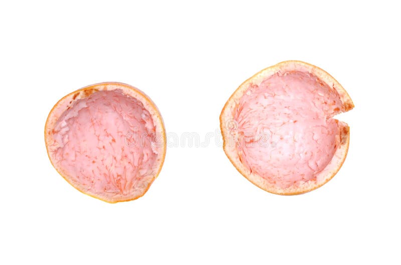 Grapefruit skin. stock photo. Image of white, rind, background - 131930114
