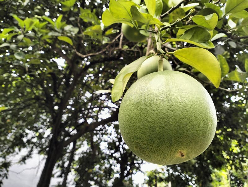 Grapefruit that Still Hangs on the Tree, when it& X27;s Ripe it& X27;s ...