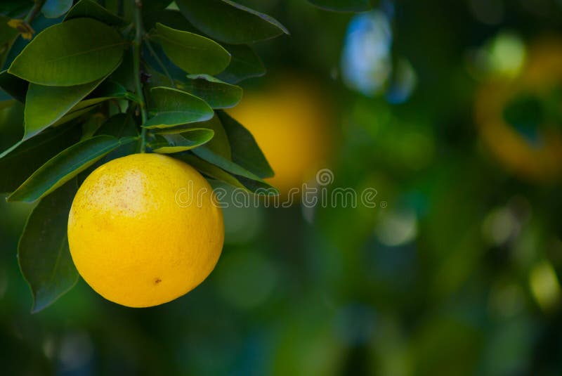 Grapefruit on Tree stock image. Image of objects, fruit - 10710157