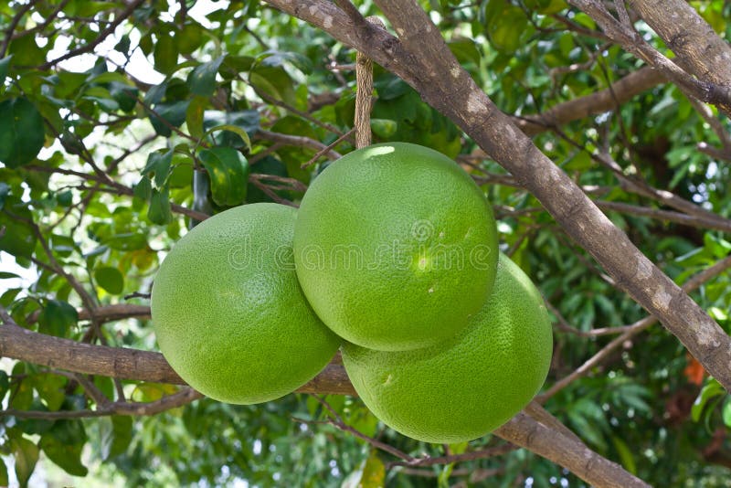 Grapefruit on tree stock photo. Image of orchard, healthy - 19951628