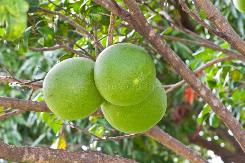 Grapefruit on tree stock photo. Image of plant, large - 20302418