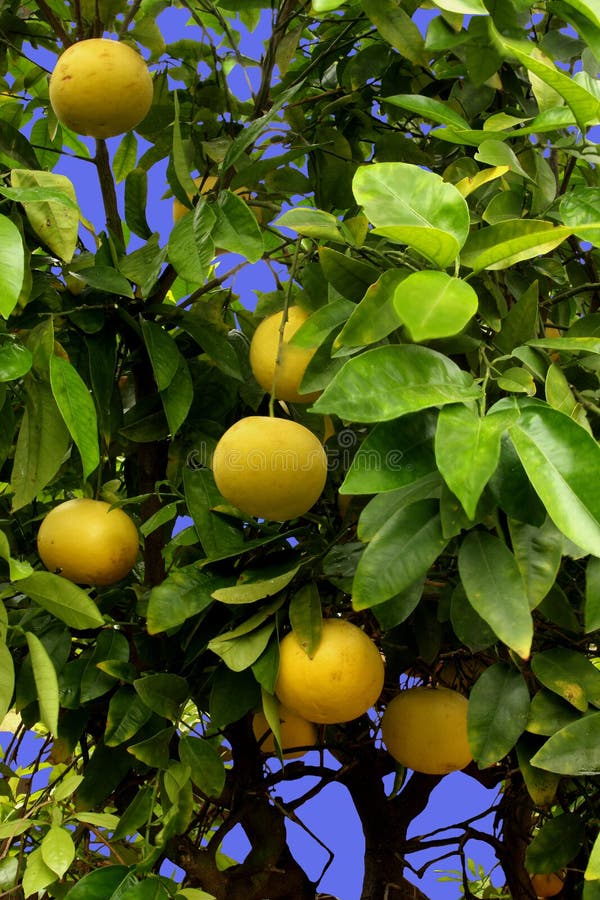 Grapefruit on the Tree stock image. Image of citrus, nature - 11970439