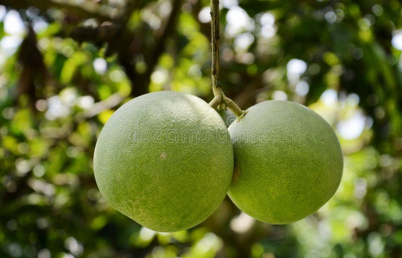 Grapefruit on the Tree stock photo. Image of food, tree - 32340216