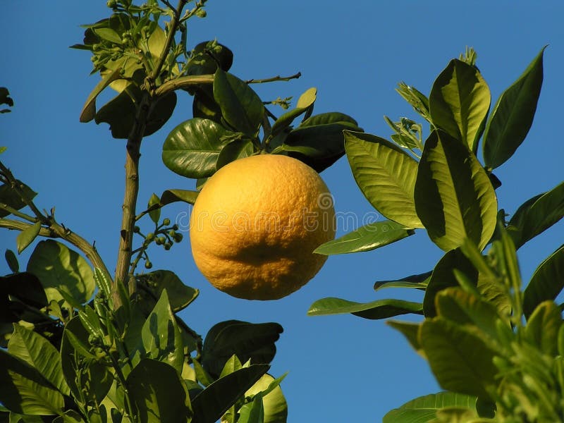 Grapefruit on a Tree with Blue Sky Stock Image - Image of leaves, diet ...