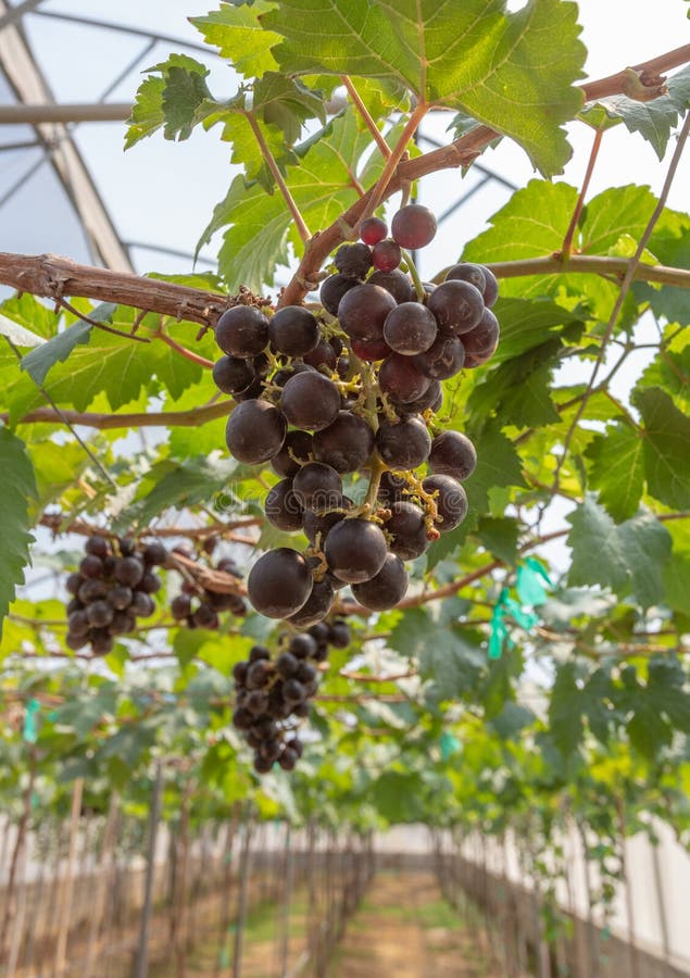 Grapefruit on tree stock photo. Image of plant, grow - 146805160