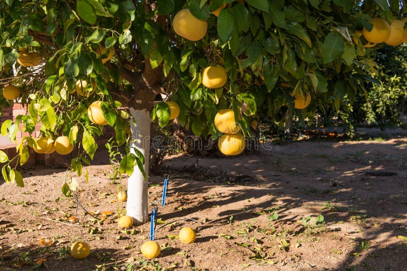 Grapefruit Tree with Clusters of Grapefruits Stock Image - Image of ...