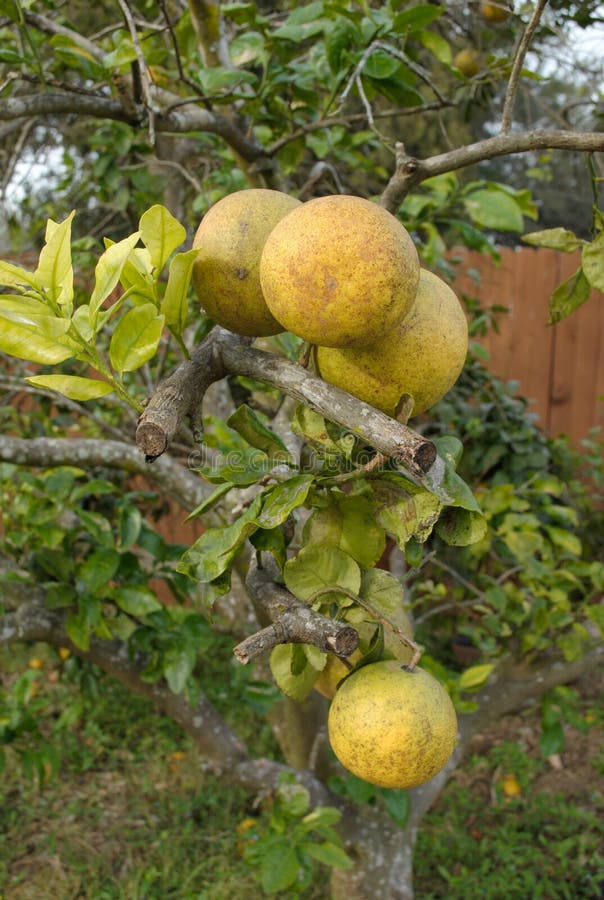 Grapefruit tree stock photo. Image of outdoors, garden - 49350686