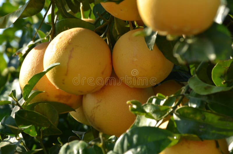 Grapefruit tree stock photo. Image of leaf, featured - 36098208