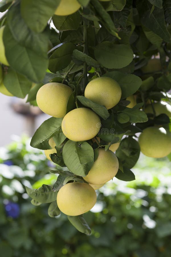 Grapefruit tree stock image. Image of garden, fruit, ripe - 46088529