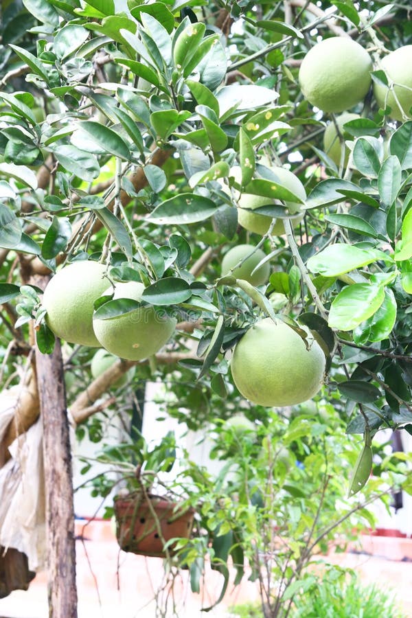 Grapefruit stock image. Image of asia, small, tree, moss - 44795145