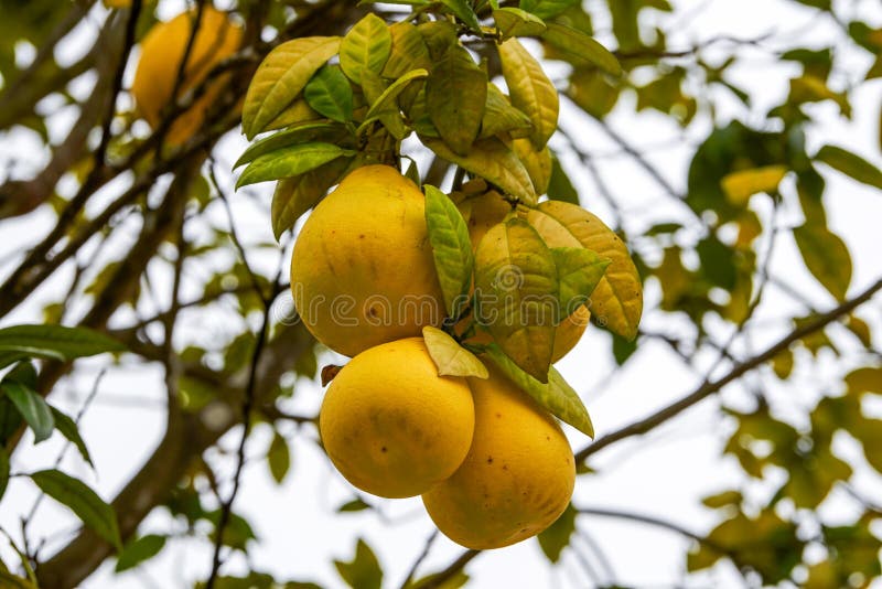 The Grapefruit Tree is Full of Ripe Fruits Grapefruit Stock Photo ...