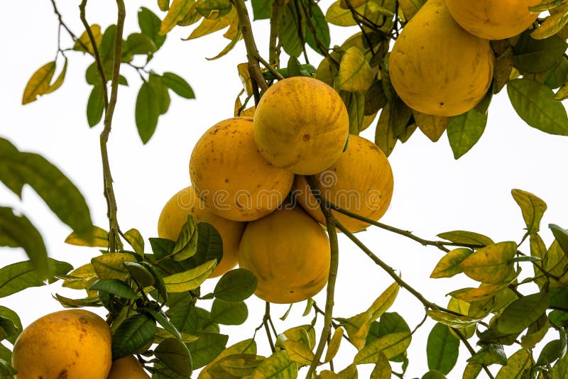 The Grapefruit Tree is Full of Ripe Fruits Grapefruit Stock Image ...