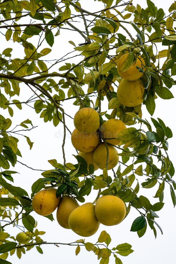 The Grapefruit Tree is Full of Ripe Fruits Grapefruit Stock Photo ...