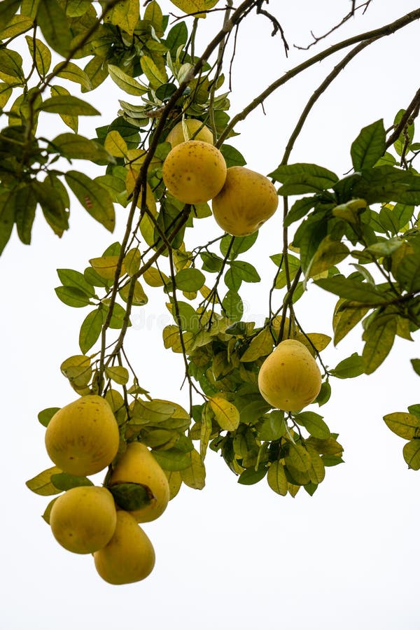 The Grapefruit Tree is Full of Ripe Fruits Grapefruit Stock Image ...