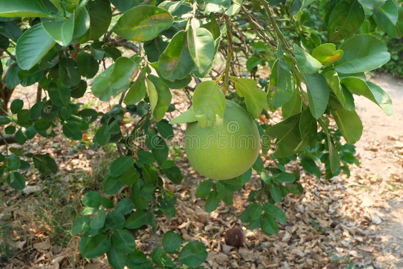 Grapefruit Tree in Garden Pomelo Stock Photo - Image of tasty, tree ...