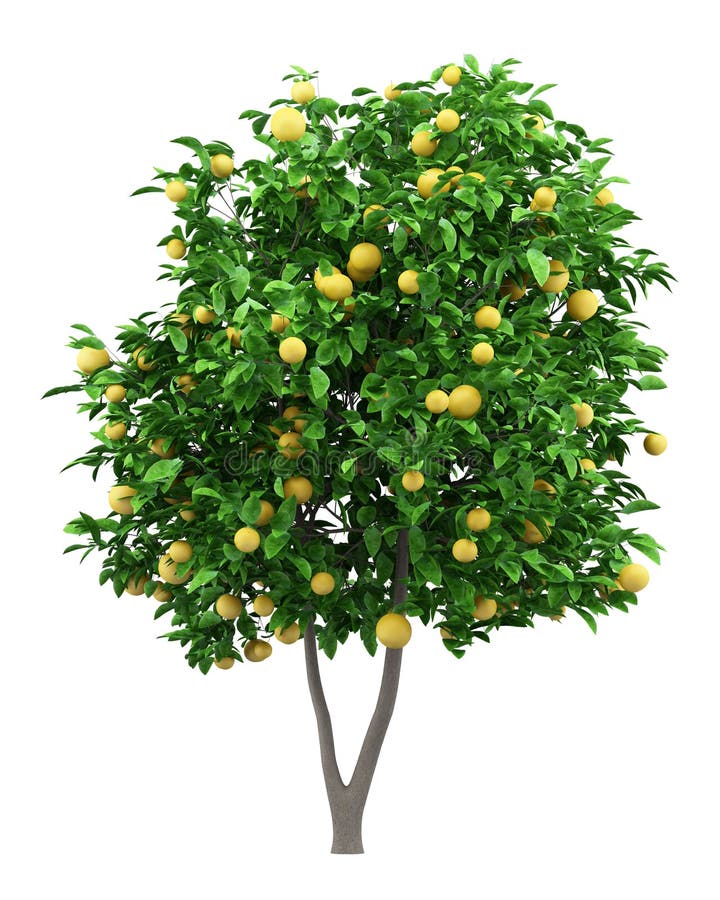 Grapefruit Tree Isolated On White. Top View Stock Illustration ...