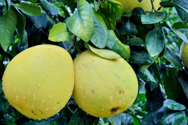 Grapefruit on tree stock photo. Image of shape, cover - 34985200