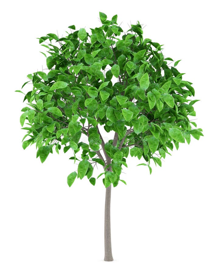 Grapefruit Tree with Grapefruits Isolated on White. Top View Stock ...