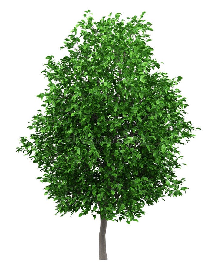 Grapefruit Tree with Grapefruits Isolated on White. Top View Stock ...