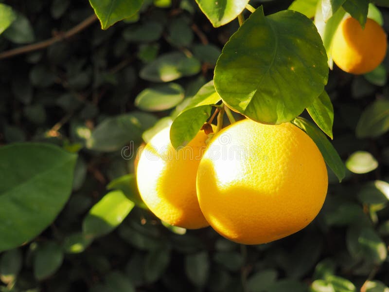 Grapefruit stock photo. Image of branch, rutaceae, space - 23724528