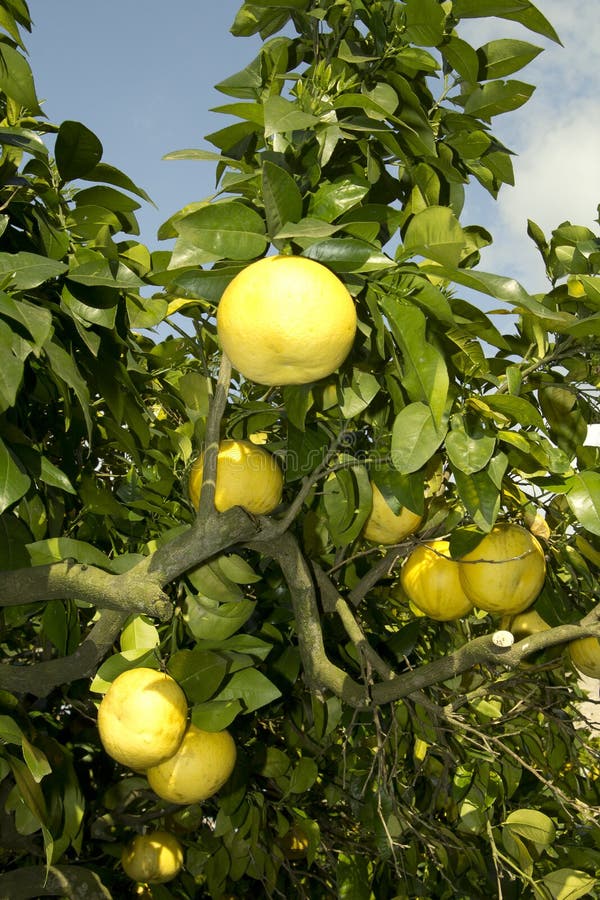 Grapefruit tree stock image. Image of green, circle, fruit - 30291387