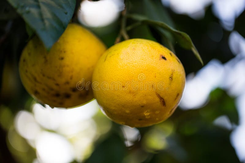 Grapefruit Tree stock photo. Image of petals, black, inflorescence ...