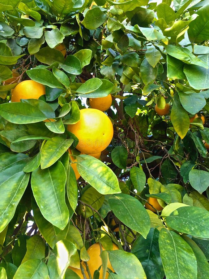 Grapefruit tree stock image. Image of sunny, tree, fresh - 66115965