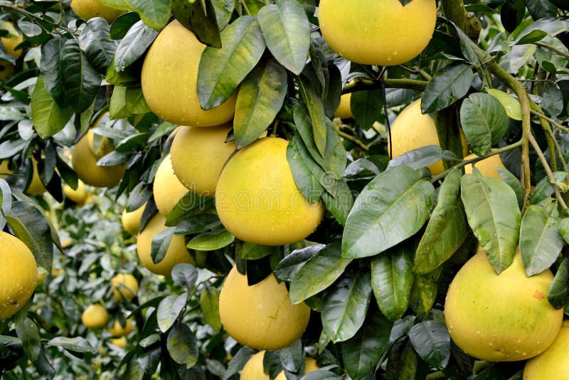 Grapefruit on trees stock photo. Image of healthy, fruit - 35432764
