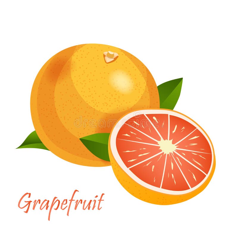 Grapefruit Vector Emblem Illustration Isolated on White. Stock Vector ...