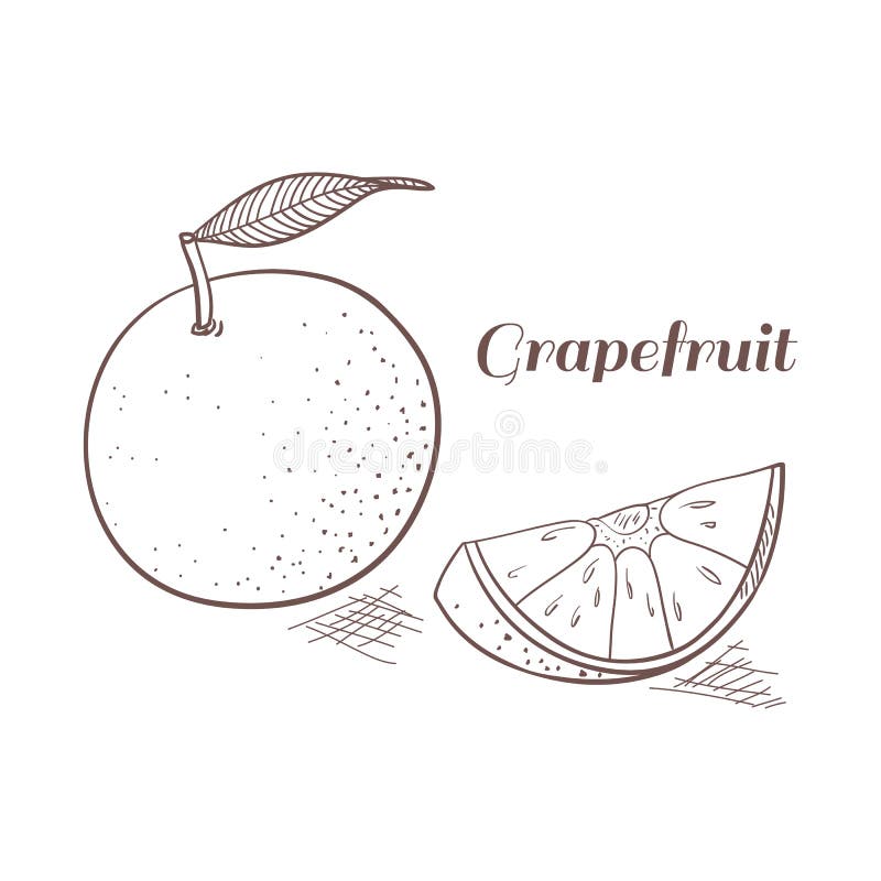 Grapefruit Vector Illustration Stock Vector - Illustration of grape ...