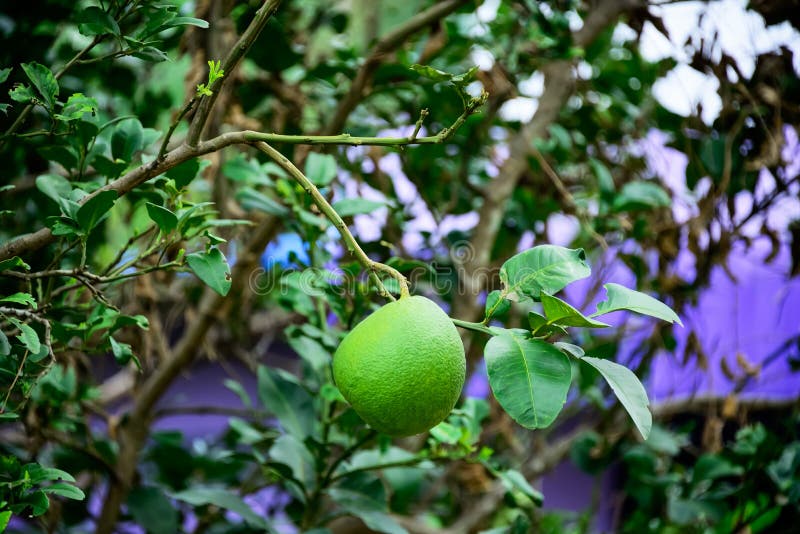 Grapefruit stock photo. Image of juicy, health, food - 81160522