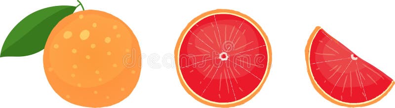 Grapefruit Whole, Cut Slice, Wedge Stock Vector - Illustration of ...