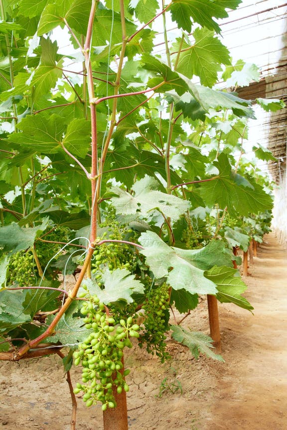 Grapery stock image. Image of fruits, farmland, vinery - 76219951