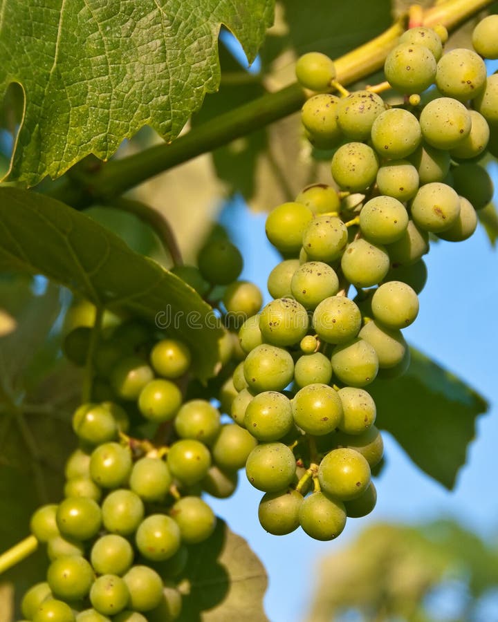 Grapes stock image. Image of light, bunch, agriculture - 10221449