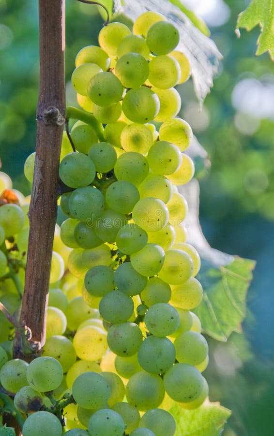 Grapes stock photo. Image of napa, fruit, leaf, freshness - 11005886