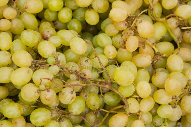 Grapes stock image. Image of texture, vinifera, fresh - 11111837