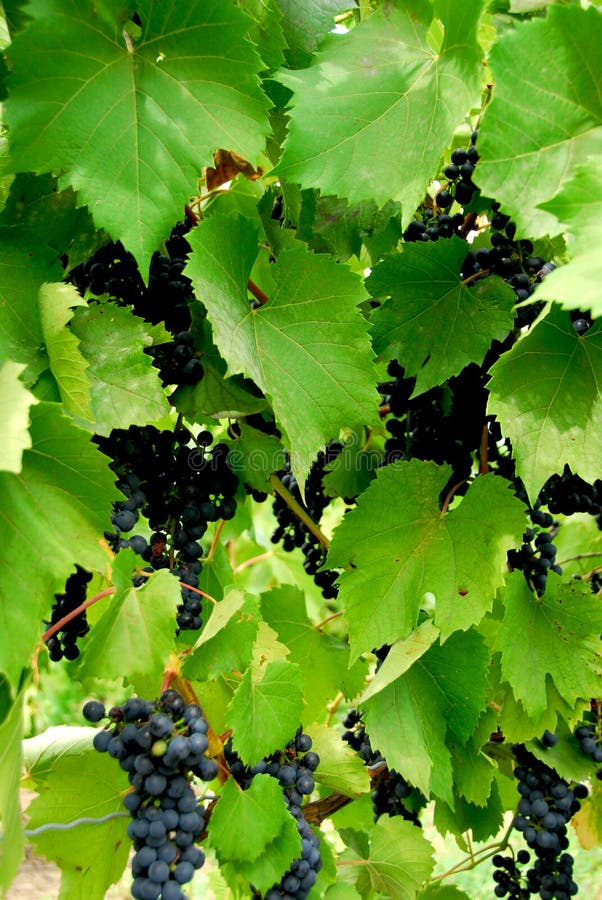 Grapes in spring stock photo. Image of nature, greenery - 780582