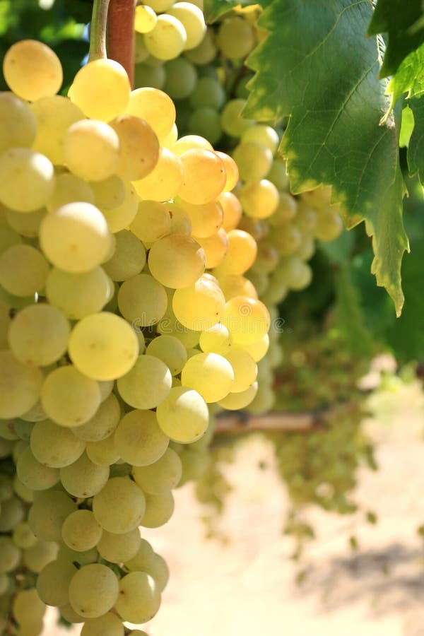 Grapes stock photo. Image of copyspace, juicy, food, fruits - 14986778