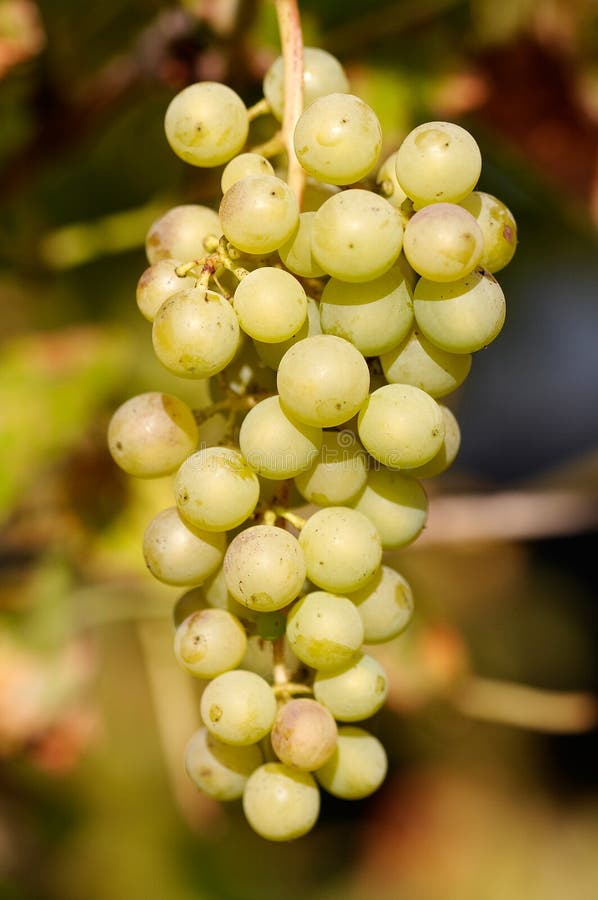 Rose grapes stock photo. Image of muscadel, harvest, autumn - 1335036