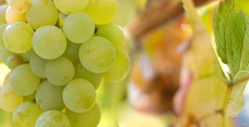 Wood texture wall pattern stock image. Image of outdoors - 21311263
