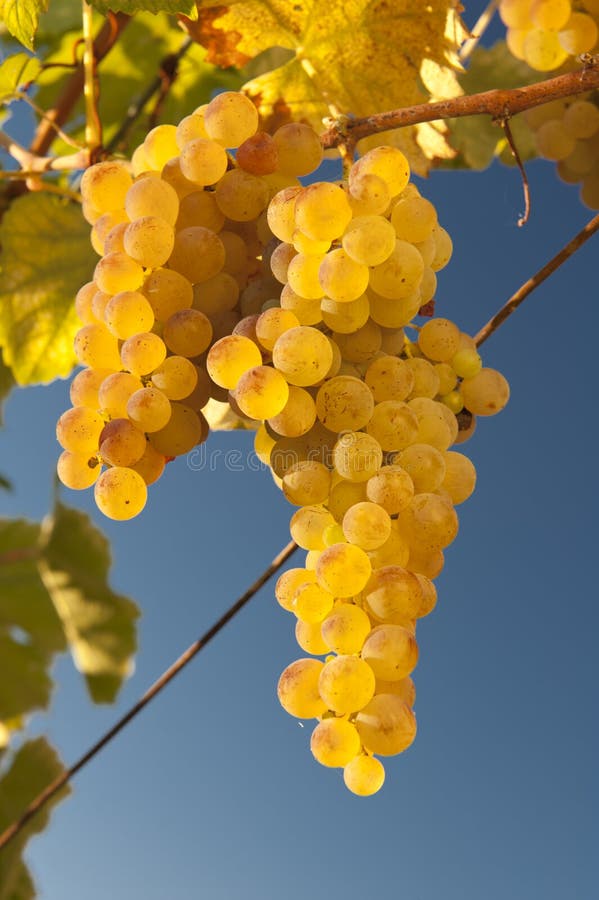 Grapes stock photo. Image of italian, crop, european - 21749774
