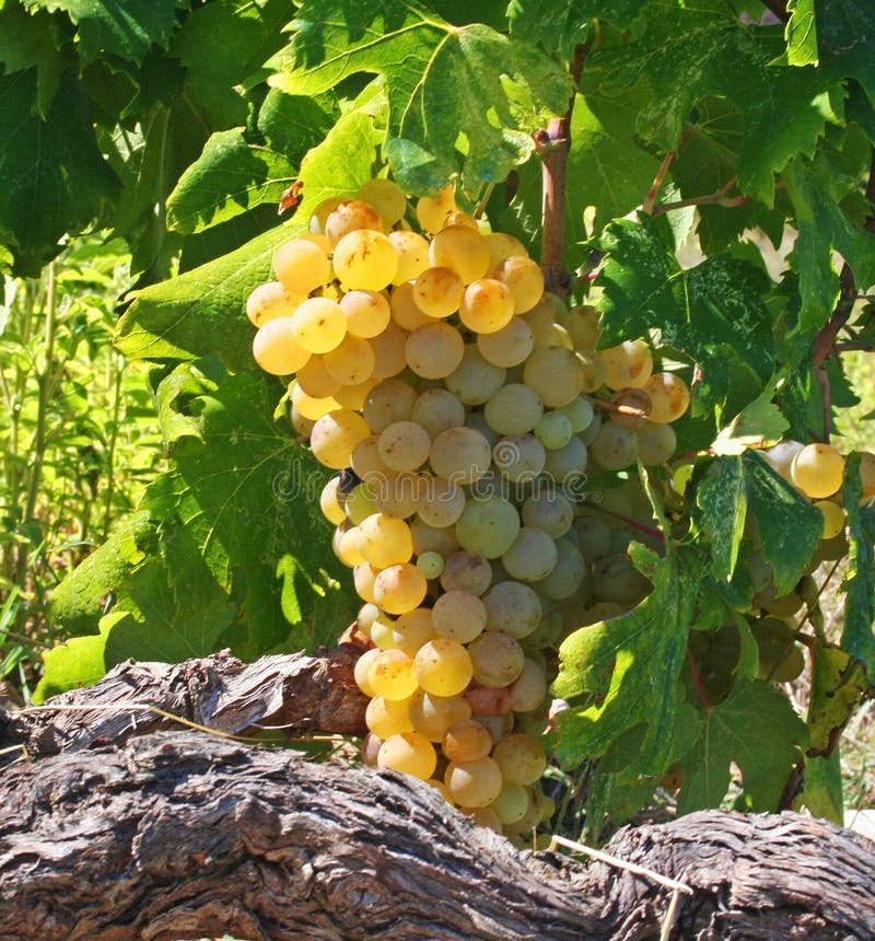 Grapes stock photo. Image of grapes, winery, wine, vineyard - 224914