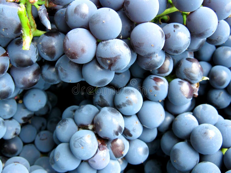Grapes stock photo. Image of cluster, harvest, organic - 25390148