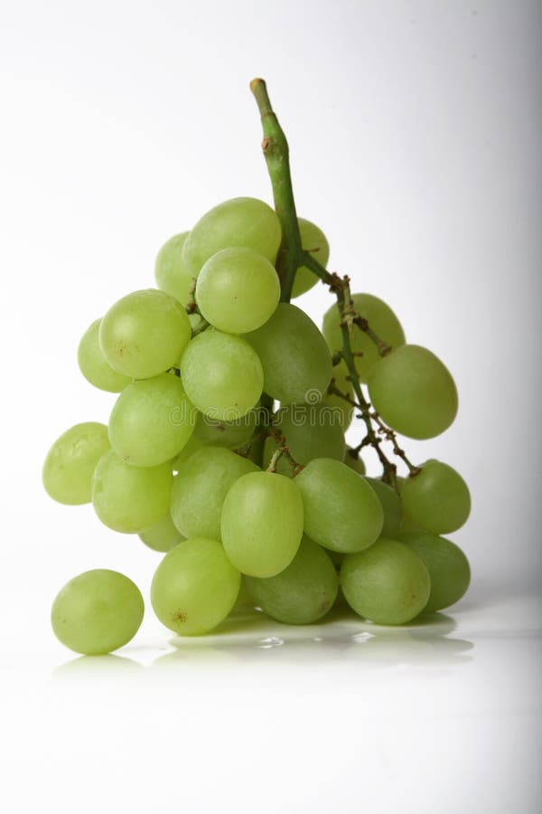 Bull stock image. Image of animals, mammal, eyes, bullfighting - 967239