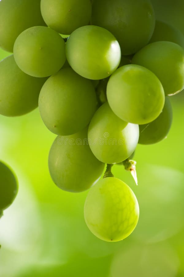Grapes stock image. Image of garden, green, copyspace - 3022981