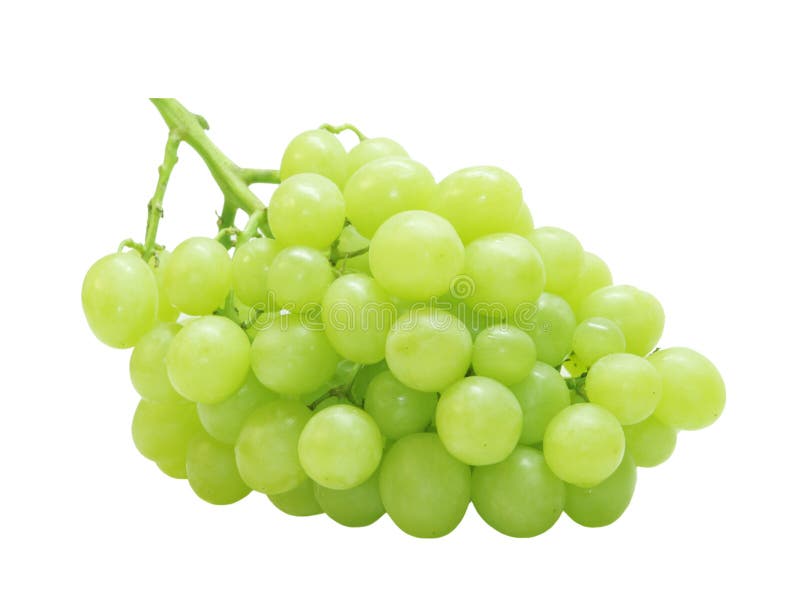 Grapes stock photo. Image of clean, beautiful, juicy, harvest - 5481082